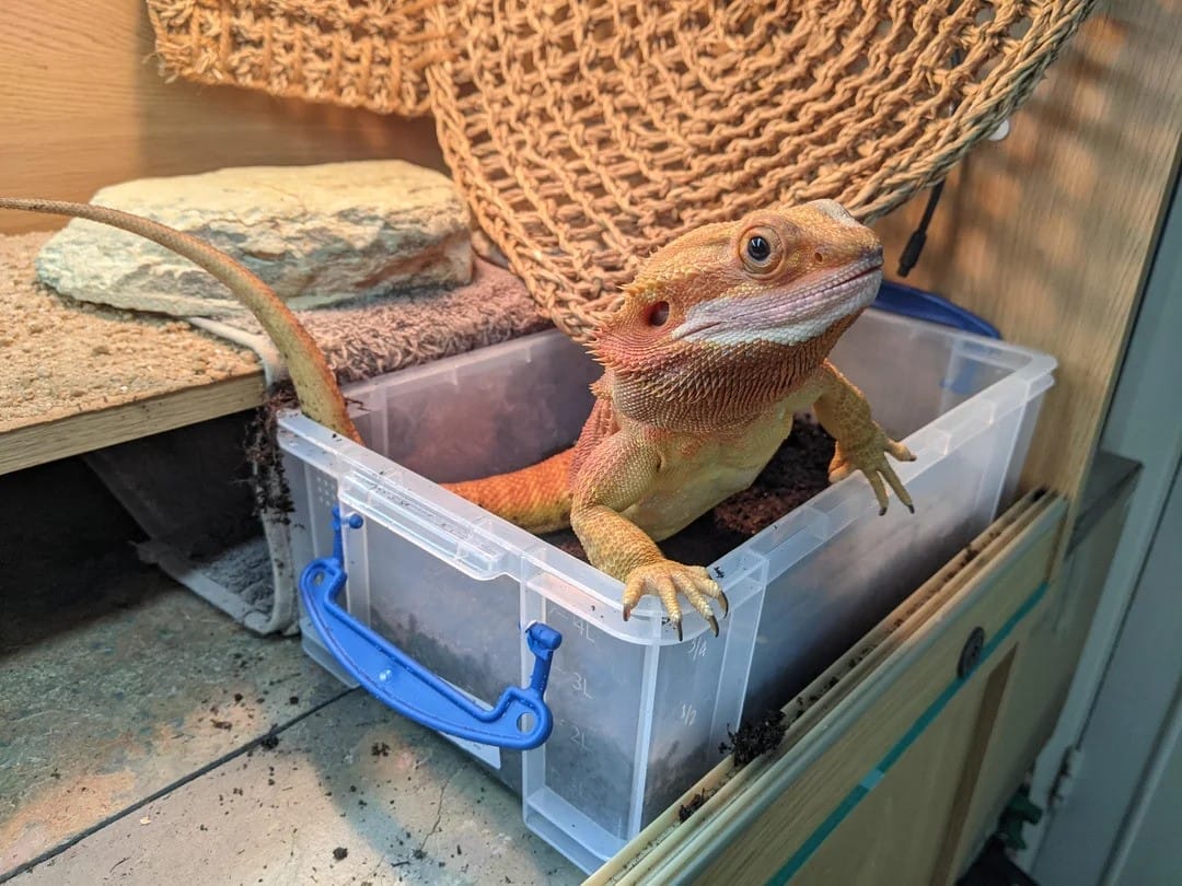 10 Dig Box Ideas Your Bearded Dragon Will Absolutely Love – Acuario Pets
