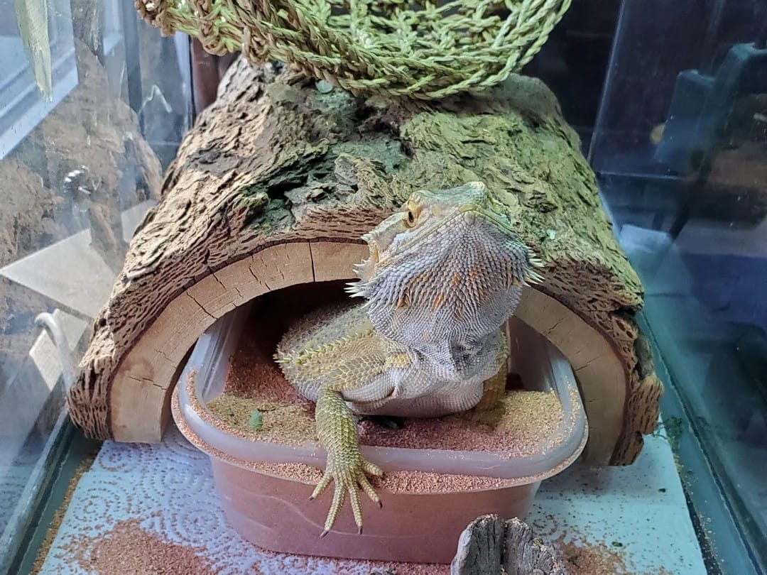 10 Dig Box Ideas Your Bearded Dragon Will Absolutely Love – Acuario Pets