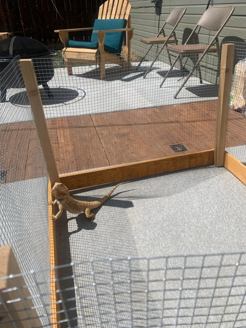 10 Bearded Dragon outdoor Enclosures That Are So Cool, You’ll Want to ...