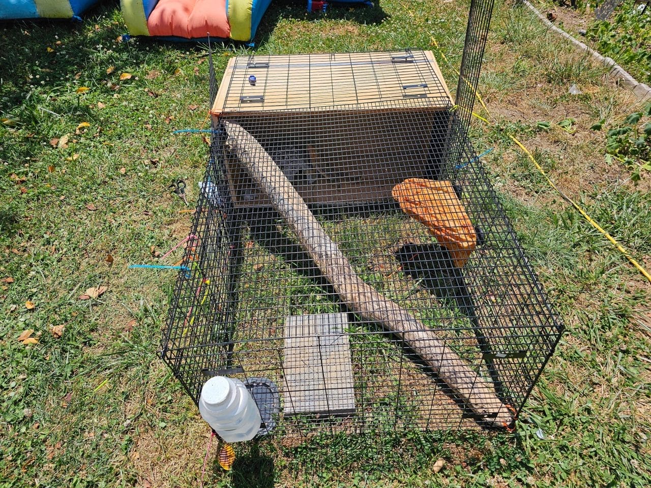 10 Bearded Dragon outdoor Enclosures That Are So Cool, You’ll Want to ...
