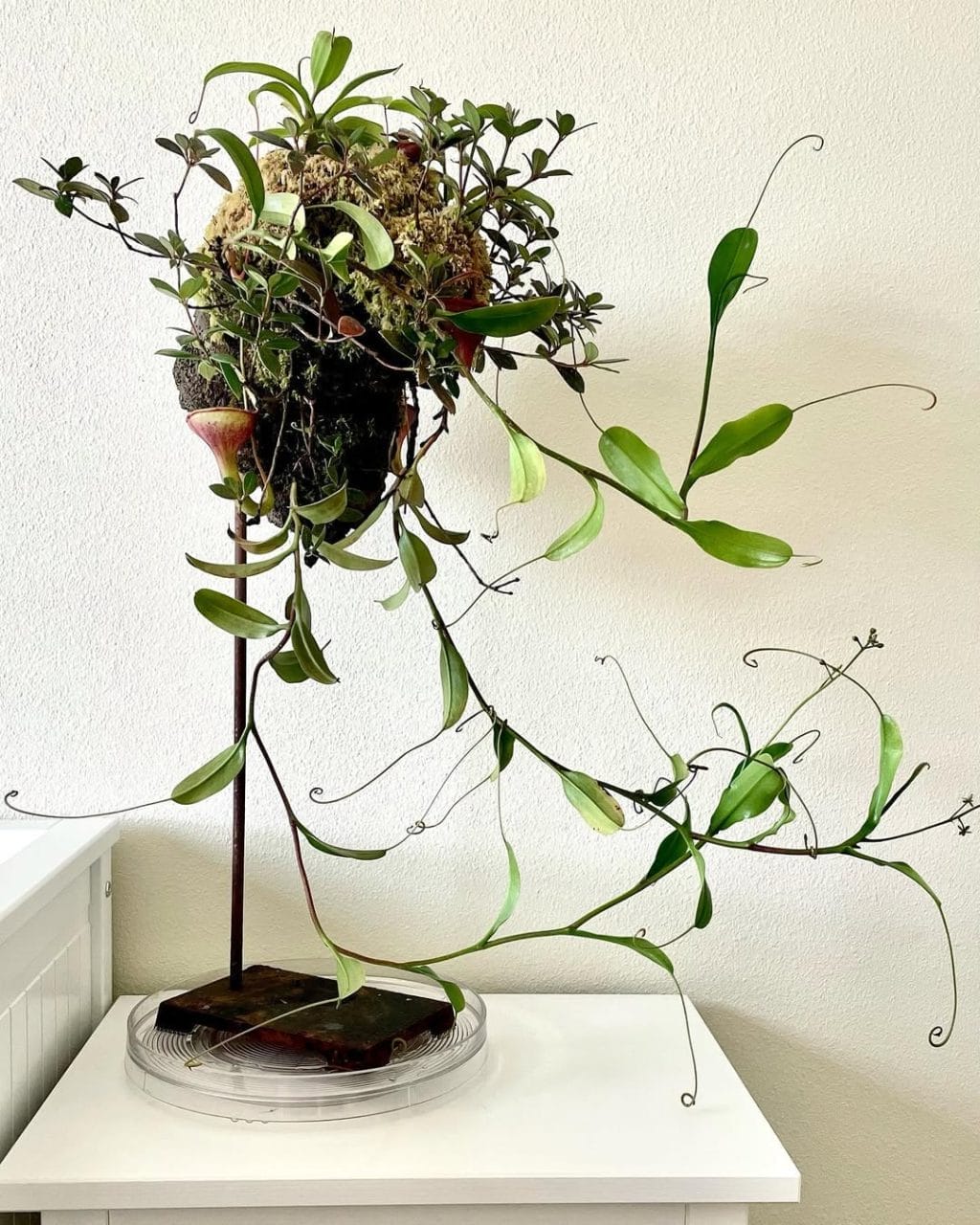 10 Stunning Wabi Kusa Ideas to Transform Your Aquascaping Game ...