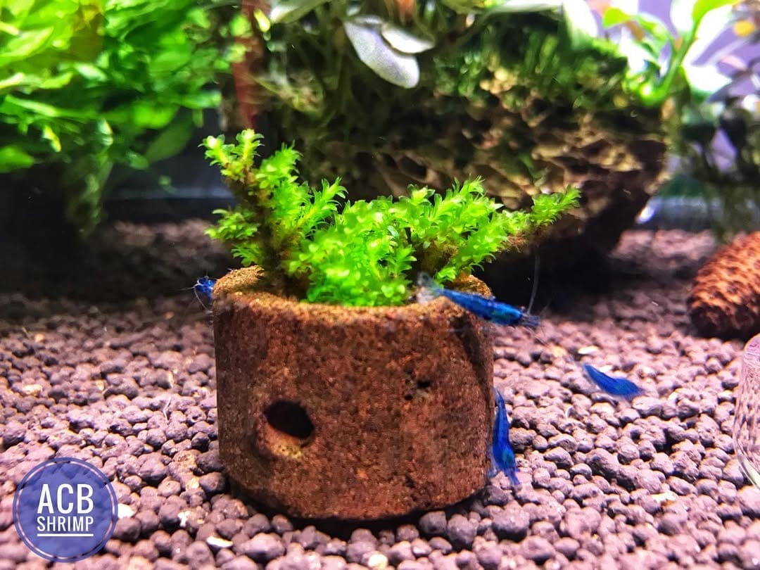 10 Genius Moss Aquarium Aquascaping Designs You’ll Want to Try Today ...