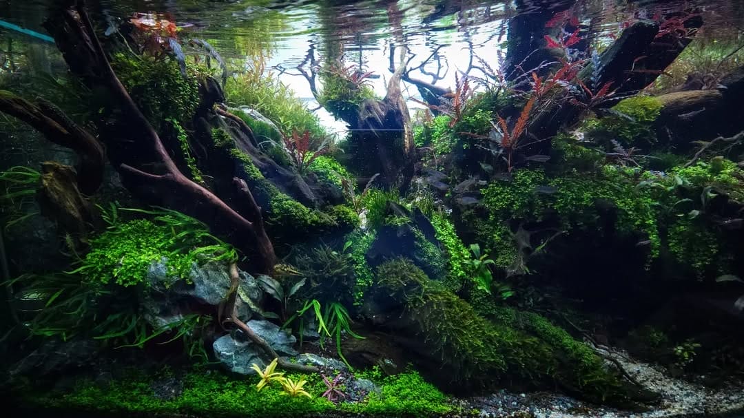 10 Genius Moss Aquarium Aquascaping Designs You’ll Want to Try Today ...