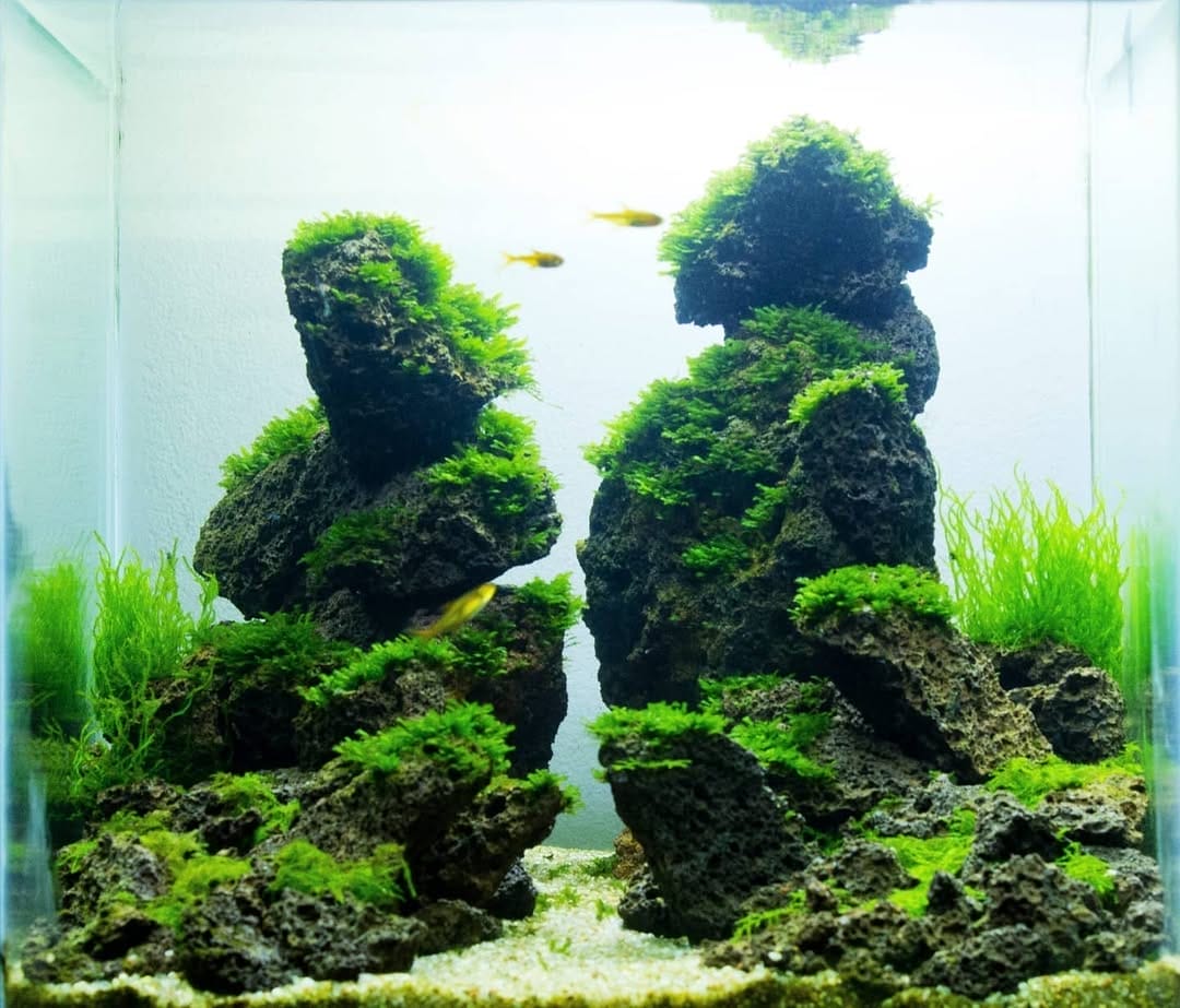 10 Genius Moss Aquarium Aquascaping Designs You’ll Want to Try Today ...