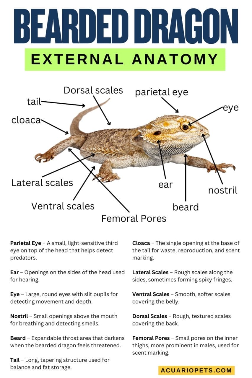 A Complete Guide to Bearded Dragon Anatomy [Secrets Beneath the Scales ...