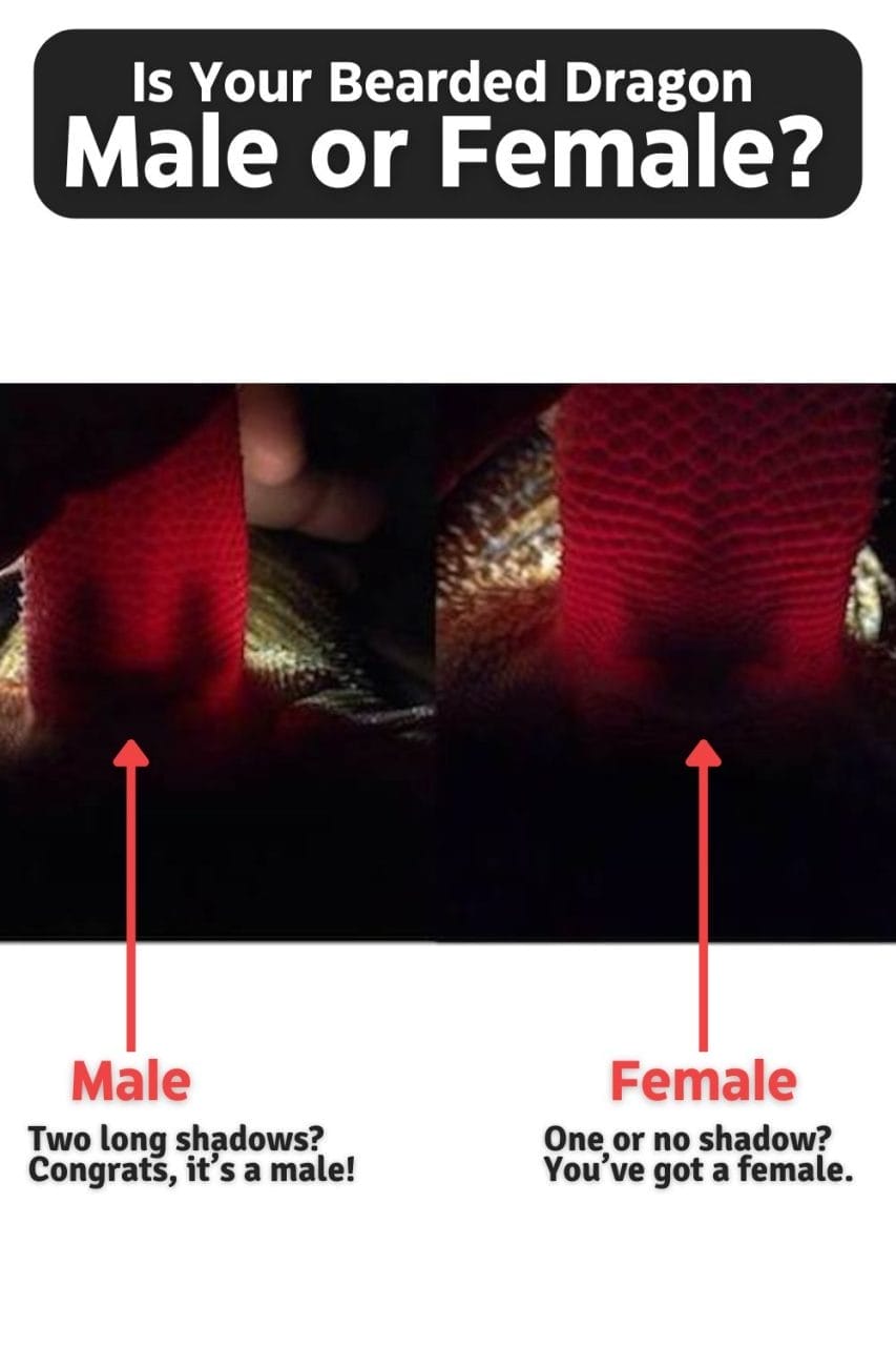Male or Female? 3 Easy Ways to Check Your Bearded Dragon’s Gender ...