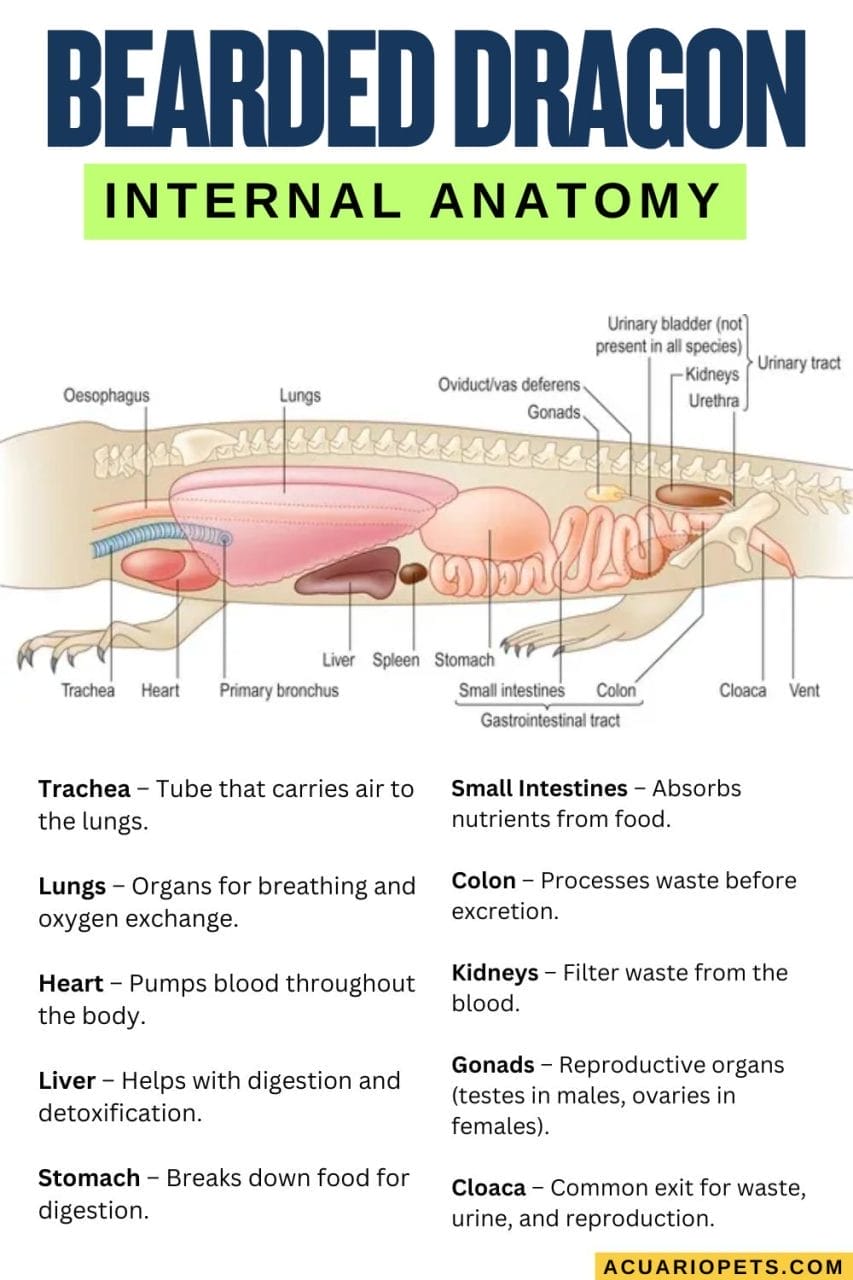 A Complete Guide to Bearded Dragon Anatomy [Secrets Beneath the Scales ...
