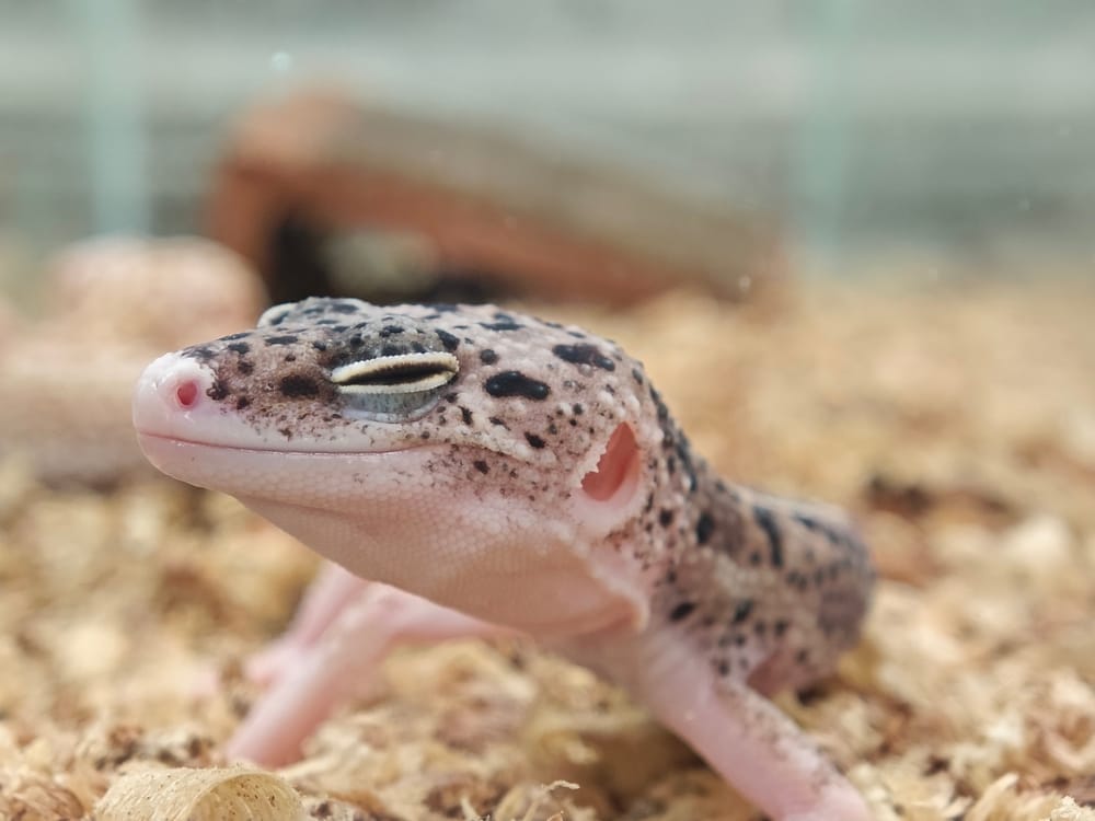 10 Fun Enrichment Ideas to Keep Your Leopard Gecko Happy – Acuario Pets