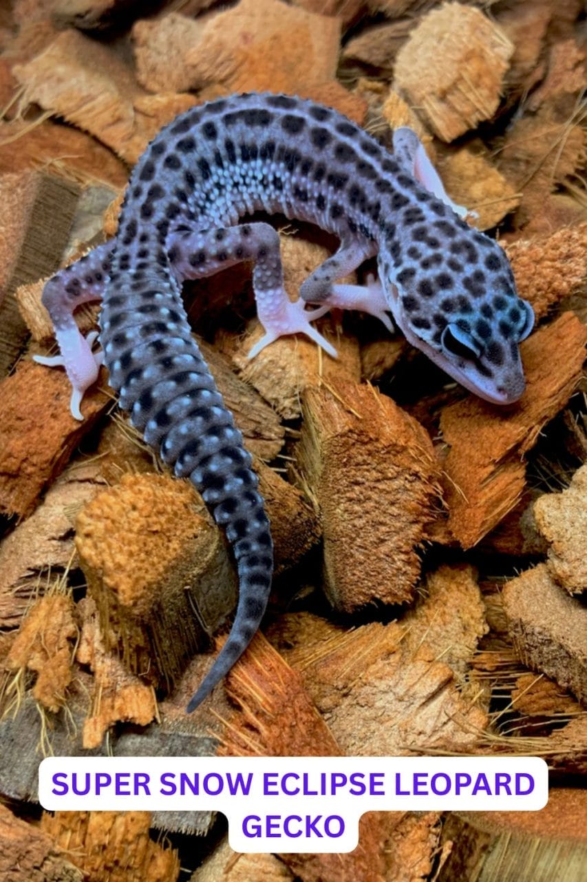 10 Stunning Leopard Gecko Morphs You Need to See – Acuario Pets