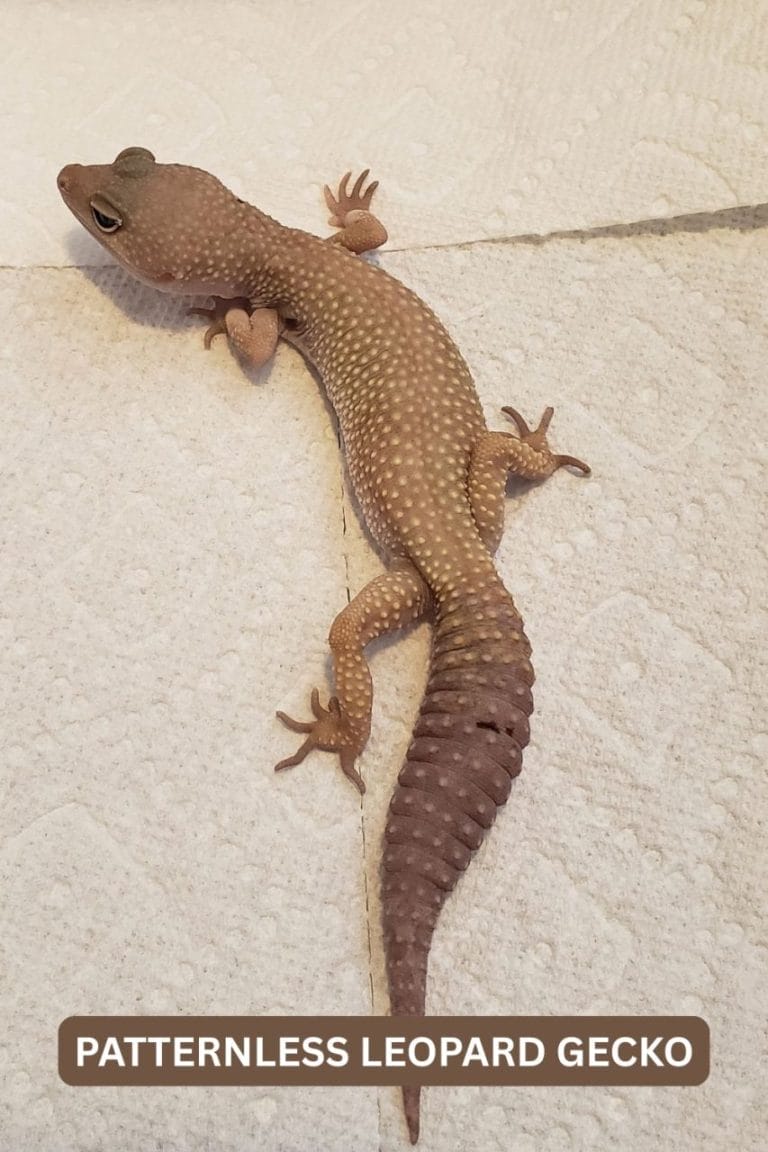 10 Stunning Leopard Gecko Morphs You Need to See – Acuario Pets