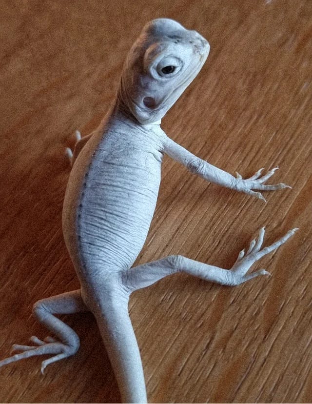 25 Bearded Dragon Morphs That’ll Blow Your Mind – Acuario Pets