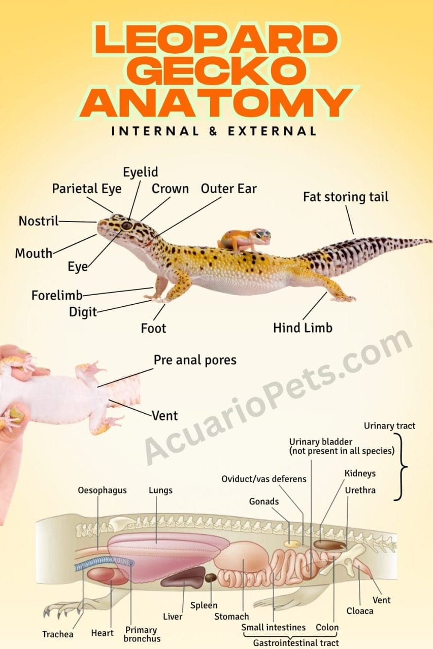 Leopard Gecko Anatomy Made Simple (With Photos & Diagrams) – Acuario Pets