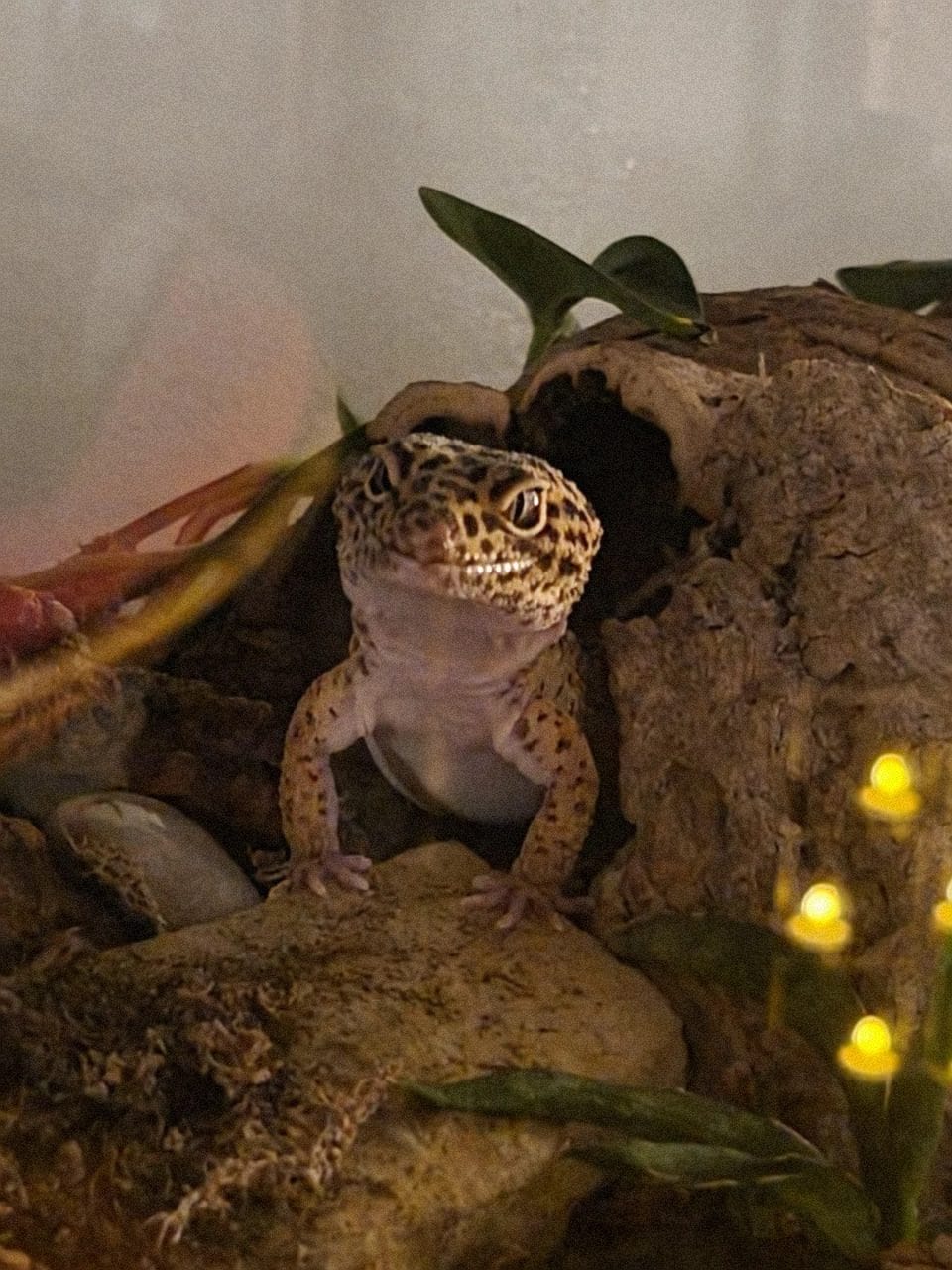 The Only 3 Hides Your Leopard Gecko Truly Needs – Acuario Pets