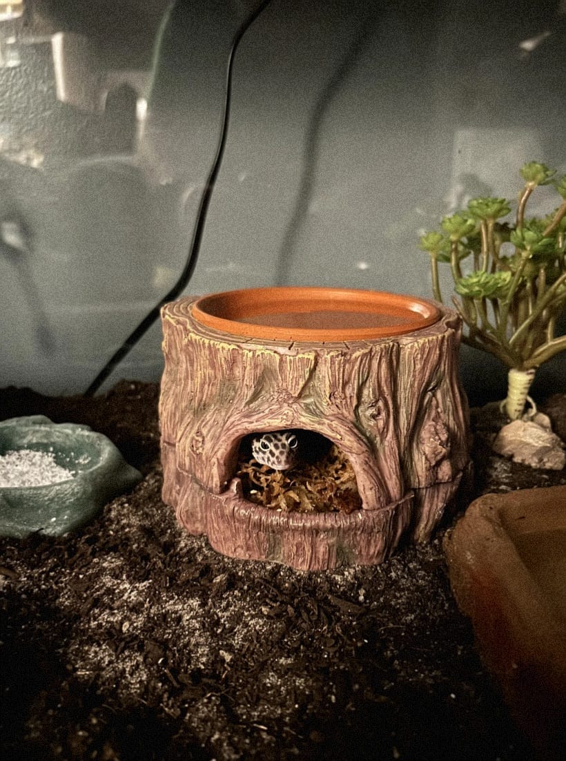 The Only 3 Hides Your Leopard Gecko Truly Needs – Acuario Pets