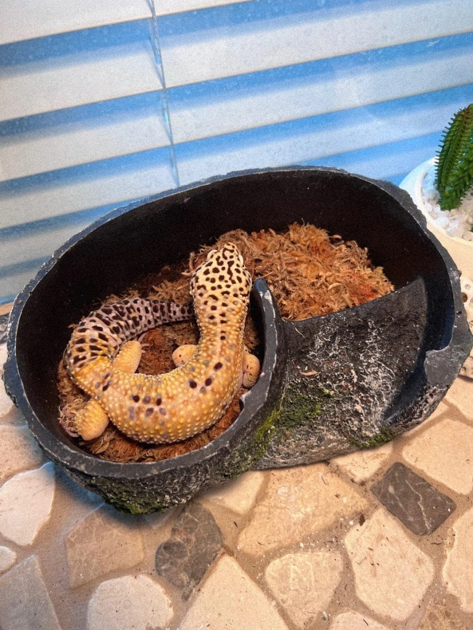 The Only 3 Hides Your Leopard Gecko Truly Needs – Acuario Pets