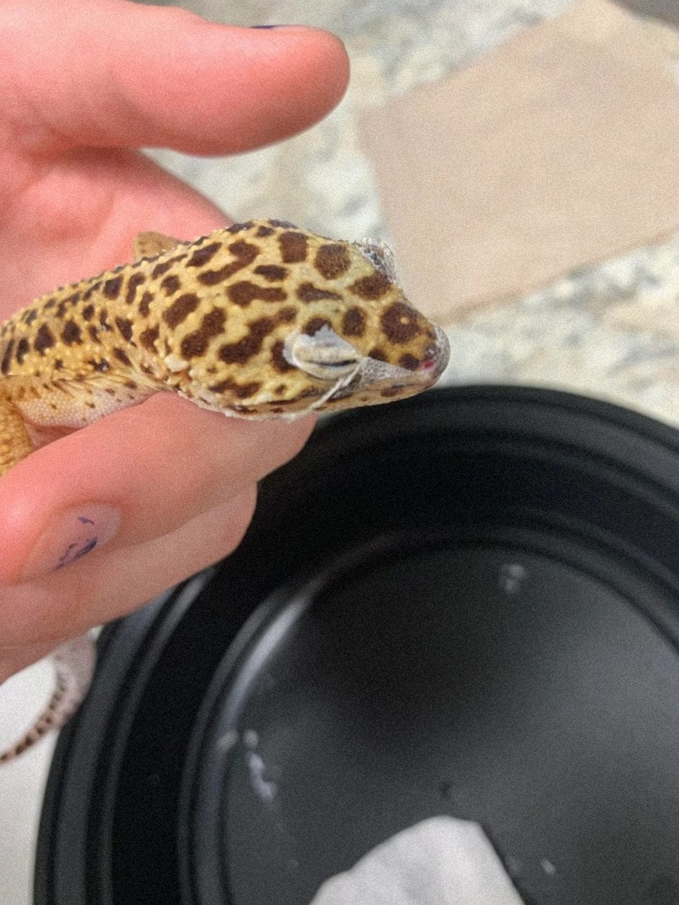 How To Help Your Leopard Gecko With Stuck Shed – Acuario Pets