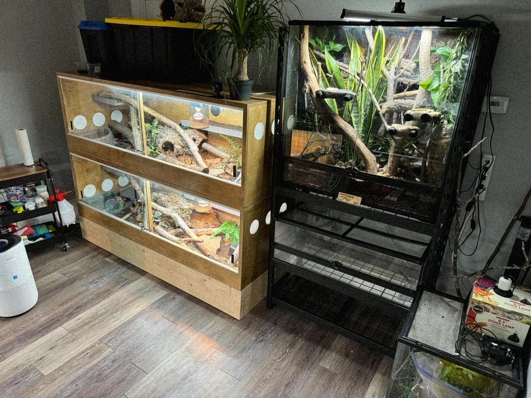 3 Inspiring Reptile Room Setups You’ll Want to Copy – Acuario Pets