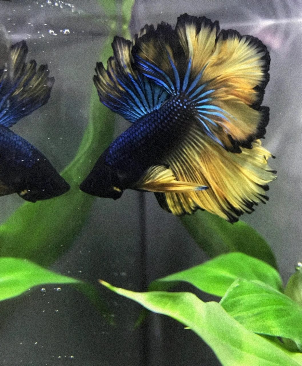 Blue Betta Fish: Rare Varieties, Types & Colors [With Pictures ...