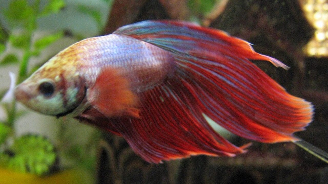 Pink Betta Fish: Rare Varieties, Types & Colors [With Pictures ...