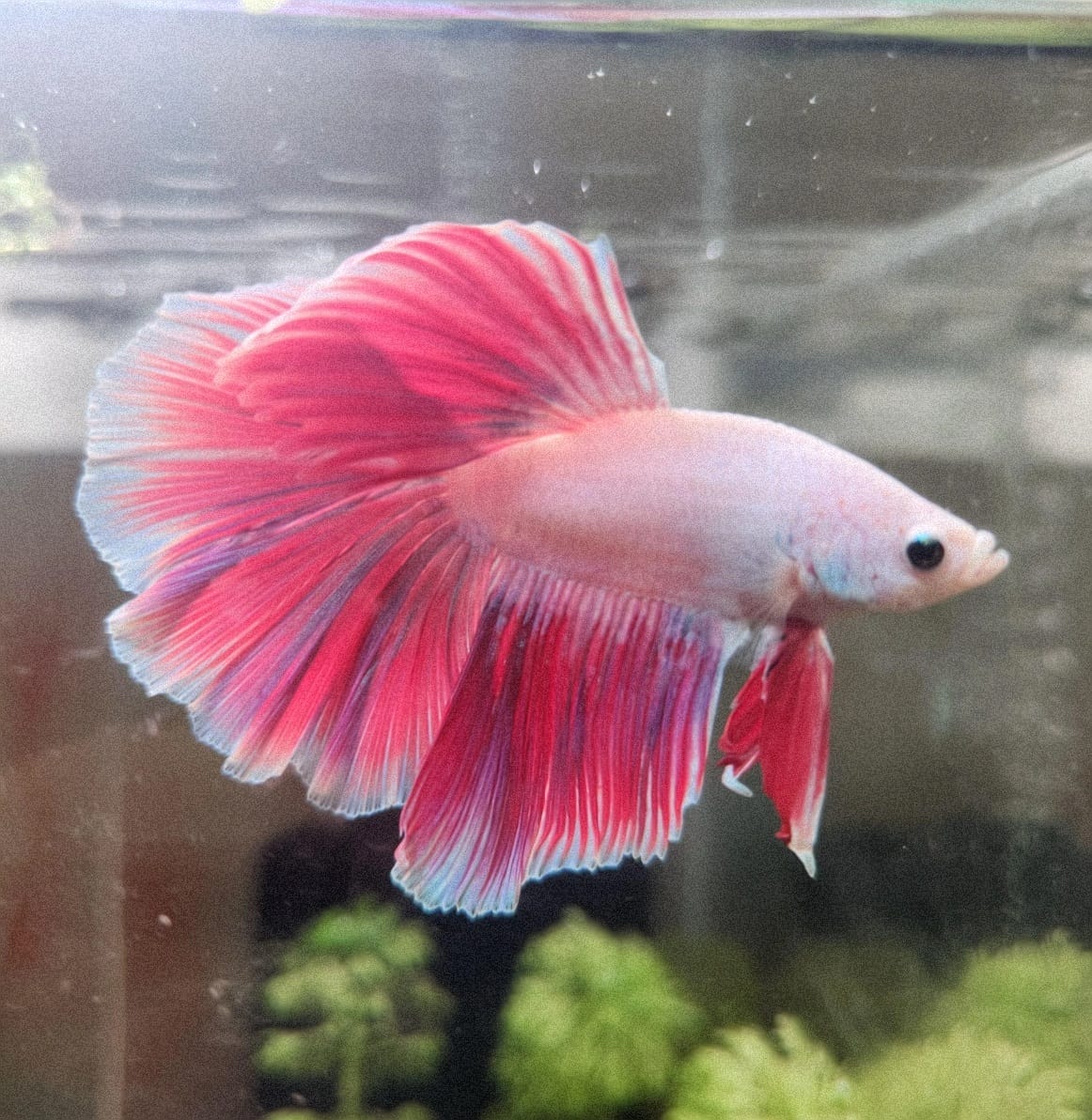 Pink Betta Fish: Rare Varieties, Types & Colors [With Pictures ...